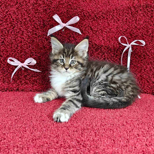 Tiger Maine Coon kitten – Affordable Kittens